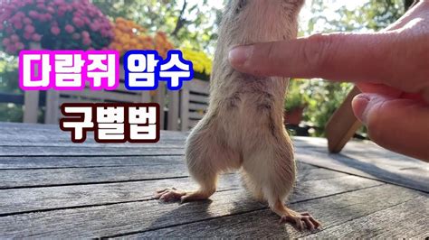 Eng 다람쥐 암수 구별 줄무늬 다람쥐의 암컷과 수컷 구별하는 방법 How To Tell Male Or Female Chipmunks Youtube