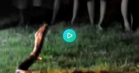 Is It Pyhton Or Anaconda Album On Imgur