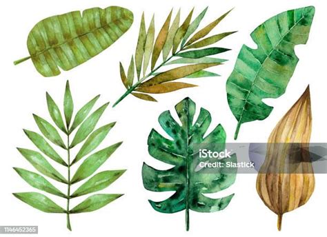 녹색 열 대 야자수 몬스 테라 잎의 집합입니다 이국적인 정글 트 렌 디 한 스타일 손으로 그린 수채화 그림입니다 인쇄 종이 또는 직물에 인쇄를 위한 이국적인 하와이 여름