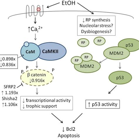 Diagram Of The Calciumβ Catenin Pathway By Which Ethanol Causes The
