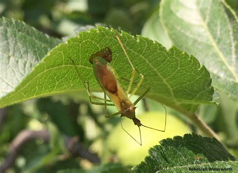 A Zealous Assassin Pale Green Assassin Bug Zelus Luridus — Bug Of The
