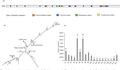 Figure 3 From The Proposed Role Of Msl Lncrnas In Causing Sex Lability