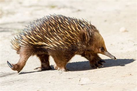 Short Beaked Echidna Stock Image Image Of Walking Beaked 189271677