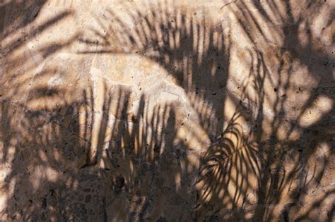 돌 배경에서 베이지 색 바닥에 손바닥 잎의 그림자 열대 잎 선택적 초점 흐리게 0명에 대한 스톡 사진 및 기타 이미지 0명 건물의 층 그림자에 초점 맞추기 Istock