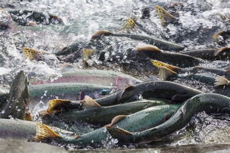 King Salmon Spawning Stock Image Image Of Water Spawning 45109913