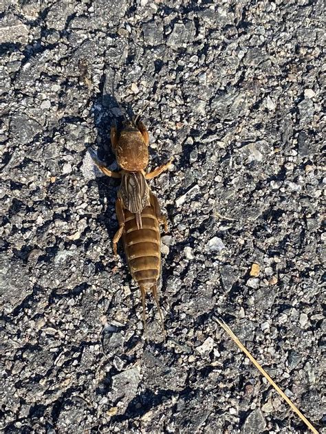 Amateur Entomologists Help Me Out Ive Never Seen Anything Like This Central Va R Whatsthisbug