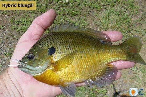 Bluegill Hybrid Or Hybrid Bluegill 14 Pretty Impressive Facts