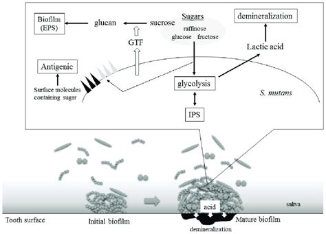 Streptococcus Mutans Virulence Is Related To Sugars Gtf Download Scientific Diagram