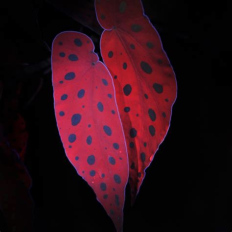 Rogier Van Vugt De Nacht Van Ontdekkingen