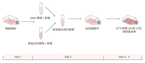 分子技术 6：转染详解：概念、分类、应用、步骤、细胞类型与常用试剂一网打尽