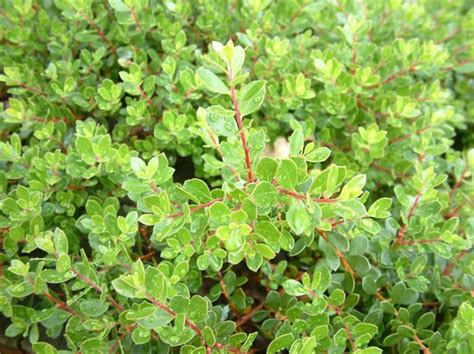 Arctostaphylos Emerald Carpet California Native Plants Plants
