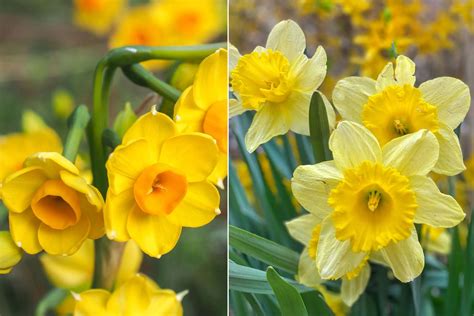Difference Between Daffodils Jonquils And Narcissus At Robert Thaler Blog