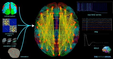 Schematic Representation Of A Brain Network Model In Tvb Together