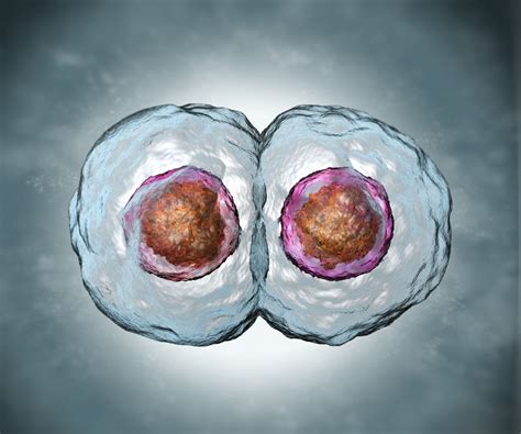 3 Types Of Sexual Life Cycles Evolution