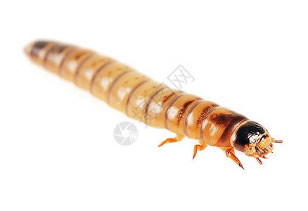 Zophobas昆虫 宏 浅深的田地棕色漏洞生物毛虫鞘翅目蛴螬幼虫蚯蚓诱饵甲虫高清图片下载 正版图片320969553 摄图网