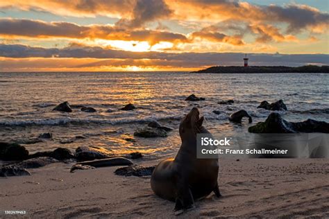 갈라파고스 바다 사자는 산 크리스토발 섬 갈라파고스 제도 에콰도르 남미에서 저녁을 즐기세요 갈라파고스강치에 대한 스톡 사진 및 기타 이미지 Istock