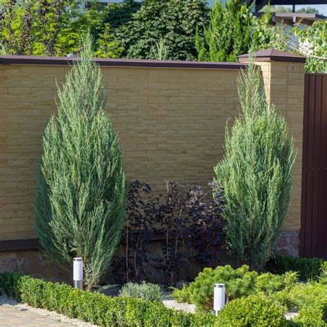 Moonglow Juniper Tree Etsy