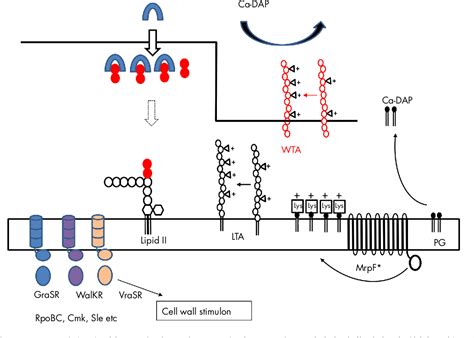 Figure 2 From Antibiotic Resistance In Staphylococcus Aureus Current Status And Future