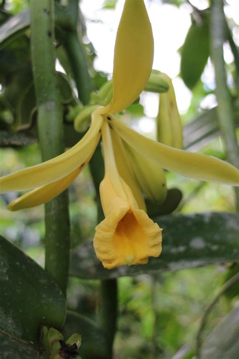 Gallery Vanilla Pompona Beans For Sale