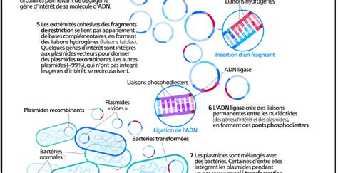 Clonage Gène Schéma Humain