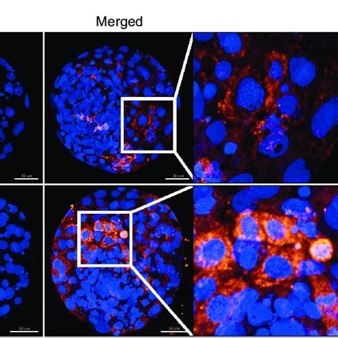 Confirmation Of Mitochondrial Activity And Localization In The