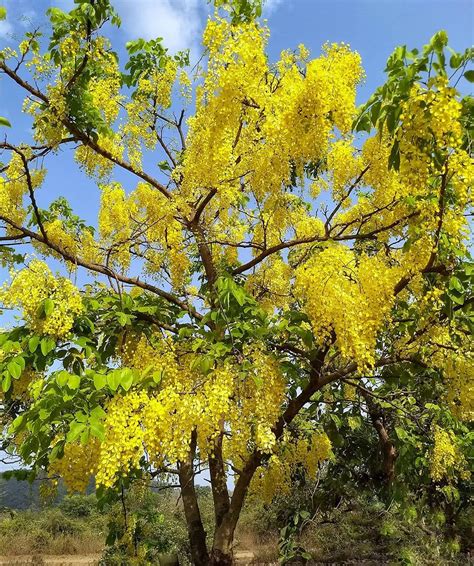 Urantex Amaltas Garmalo Sonali Amultas Sunaari Bahava Golden Shower