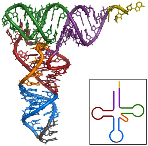 C Rrnaatau Ribosom Rna Adalah Rna Yang Dihasilkan Oleh Nukleolus Dan