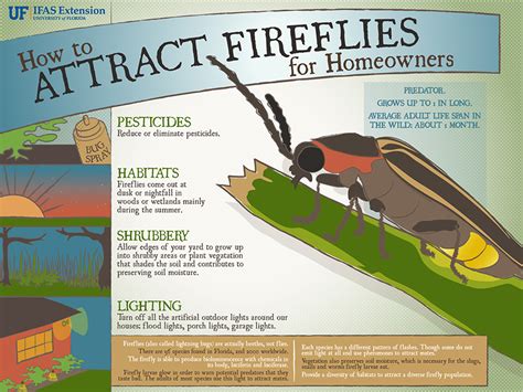 Fireflies Natures Fireworks Gardening In The Panhandle