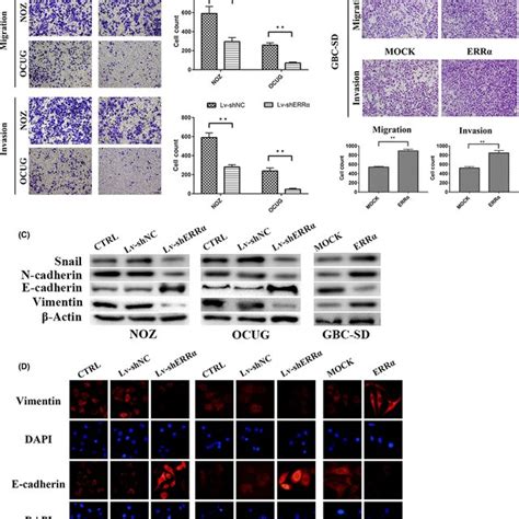 Influence Of Estrogen‐related Receptor‐α Errα On Gallbladder Cancer Download Scientific