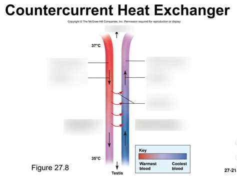 What Is Heat Fixation Quizlet At Lilly Mackey Blog