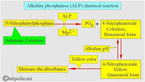Alkaline Phosphatase Alp
