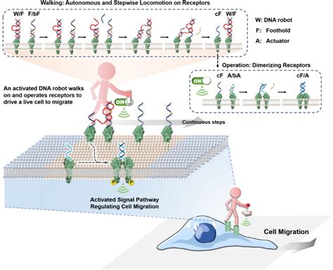 Schematic Illustration Of A Dna Robot Walking And Operating On Download Scientific Diagram