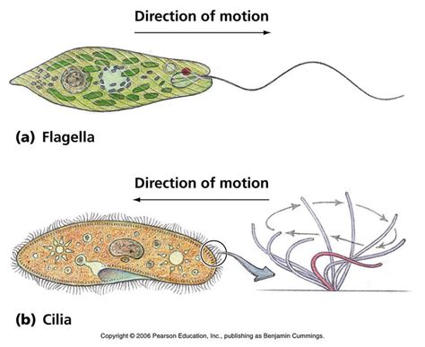 Cilia Flagella Hairlike Structures Extending From The Surface Of Some