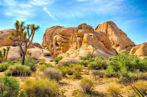 Joshua Tree National Park Vast Desert Terrain And Stargazing Spot In