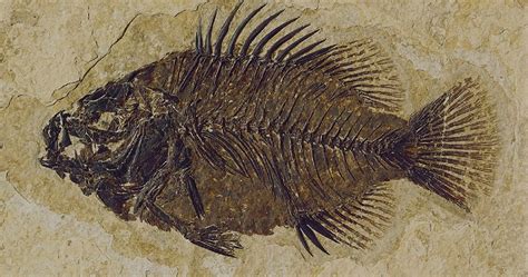 Fossiles Et Fossilisation Tout Sur La Géologie