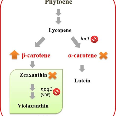 Vector Maps Of Pchlamy4 And Pc4lcye Constructed For Protein Expression