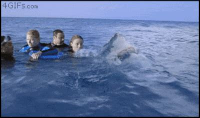 Sharks Shark Attack  Find On Er