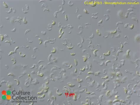 Monoraphidium Minutum