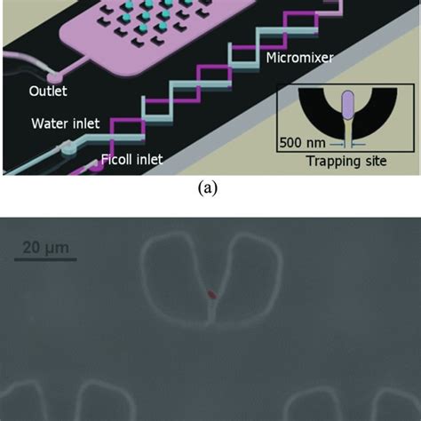 A Schematic Illustration Of The Optofluidic Chip For Biophysical