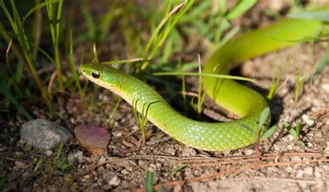 27 Types Of Pet Snakes And Where To Buy Them
