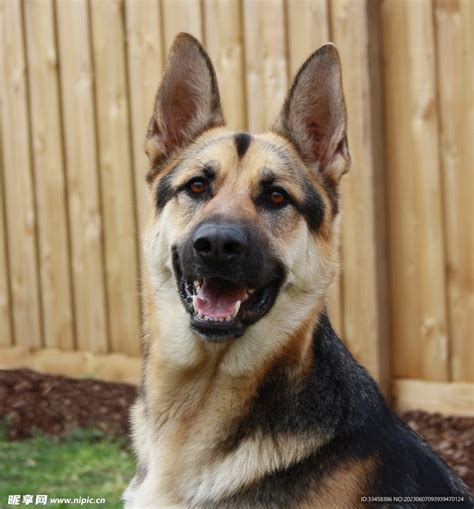 狗摄影图 家禽家畜 生物世界 摄影图库 昵图网