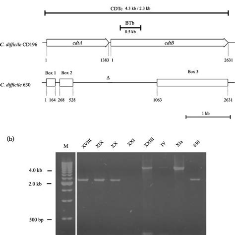 Types Of Tcdc Deletion Found In The Variant Toxinotypes Although The Download Scientific