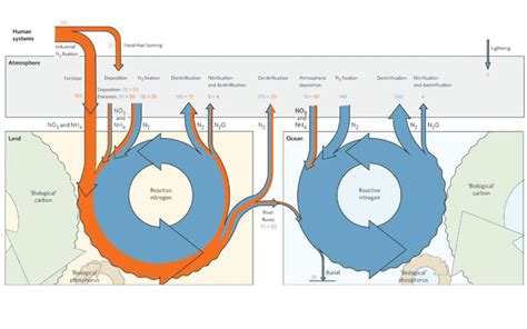 Balancing The Nitrogen Cycle Elementar