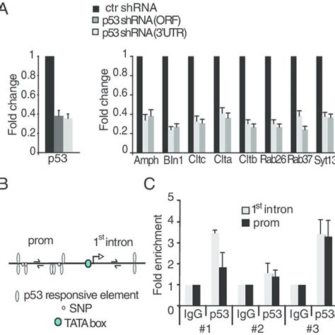P53 Controls Genes Involved In Synaptic Function In Mammals A Left