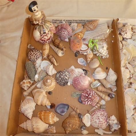 Lot 87 Collection Of Sea Shells Norcal Online Estate Auctions Estate Sales And Liquidation