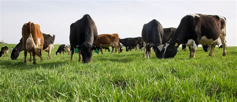 Organic Livestock Farming Benefits And Challenges Farmerflints