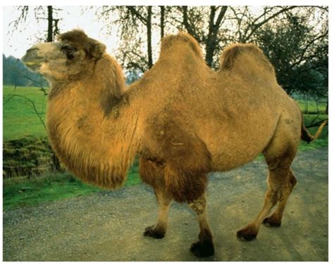 Camel