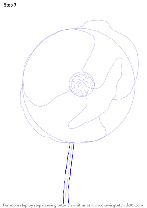 Learn How To Draw Poppy Flower Poppy Step By Step Drawing Tutorials