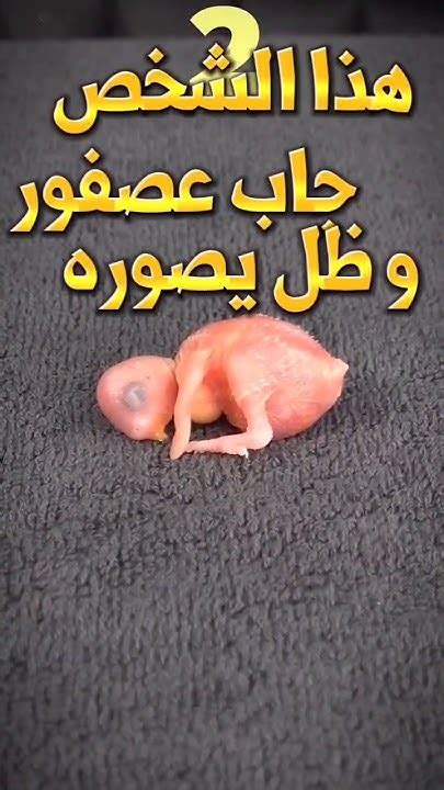 كيف العصفور ينمو Youtube