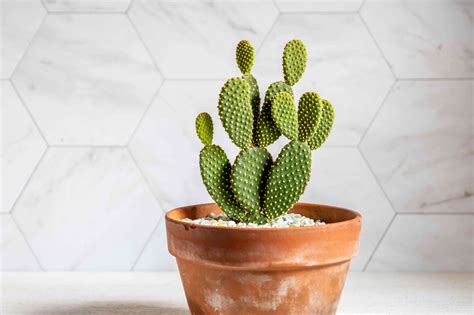 How To Grow And Care For Bunny Ear Cactus